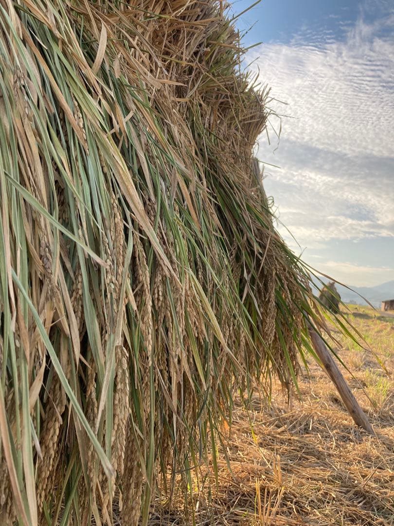 ❁⃘*.゜ニャンゴローさま専用❁⃘*.゜ 追加ご購入分
