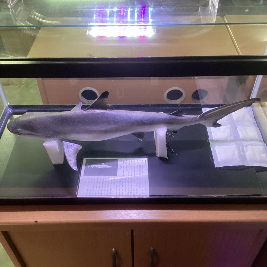 剥製魚 ブラックチップシャーク ツマグロ 50cm
