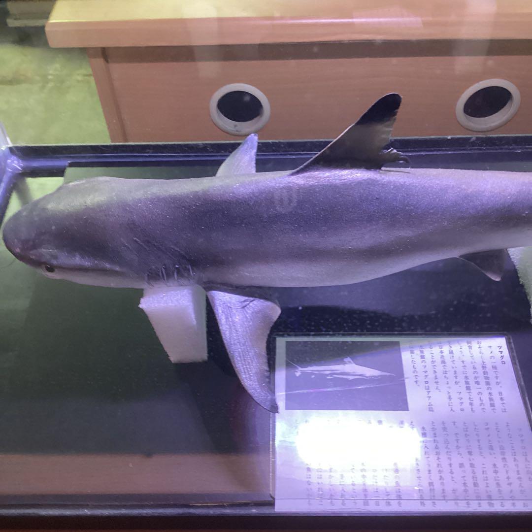 剥製魚 ブラックチップシャーク ツマグロ 50cm