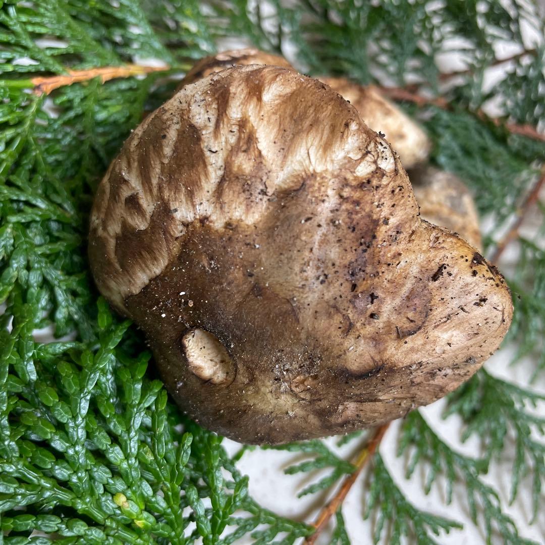 広島県産　松茸　大きい方虫食い