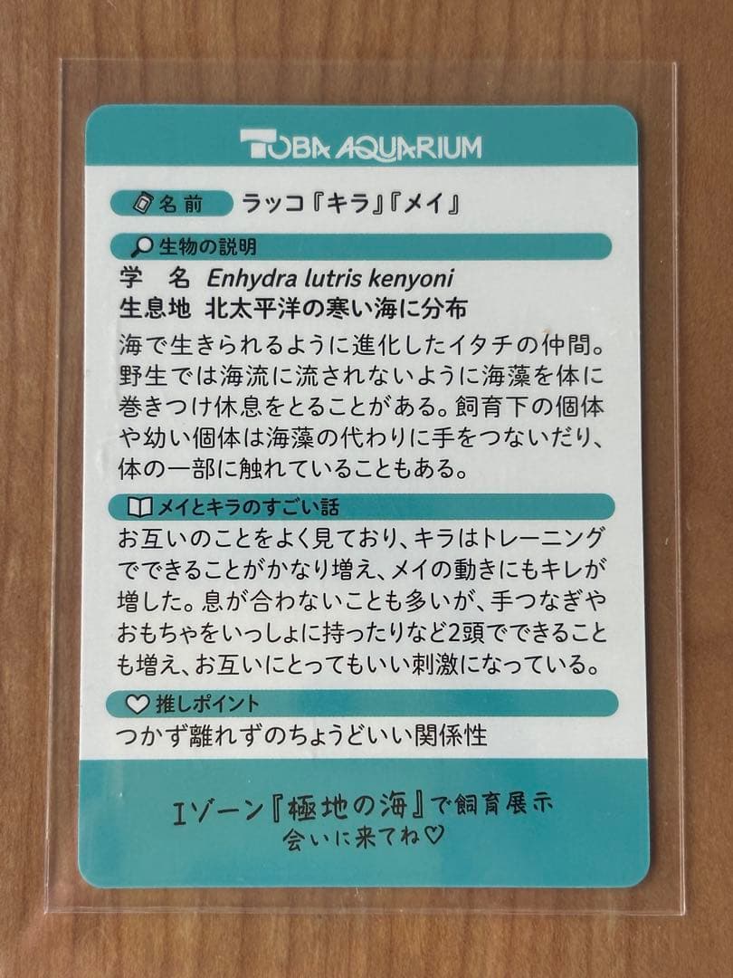 【鳥羽水族館】コレクションカード　キラ・メイ（レアカード）　ラッコ　ホロ加工