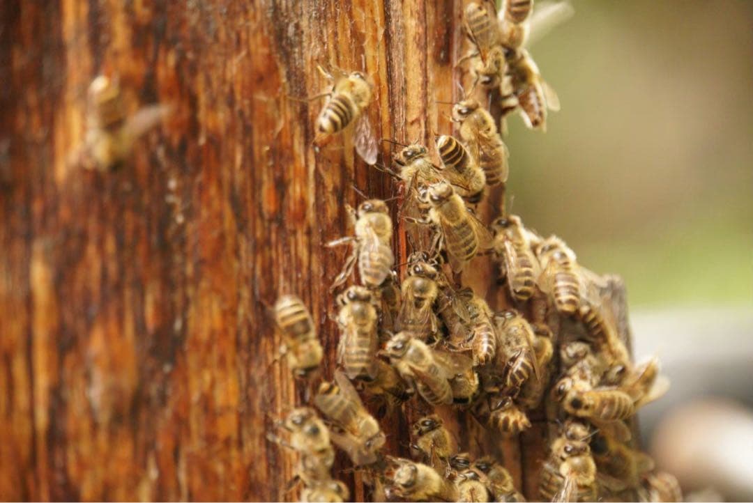 ハチミツ　日本蜜蜂の蜂蜜　奥山の奥のはちみつ　花粉入り結晶化