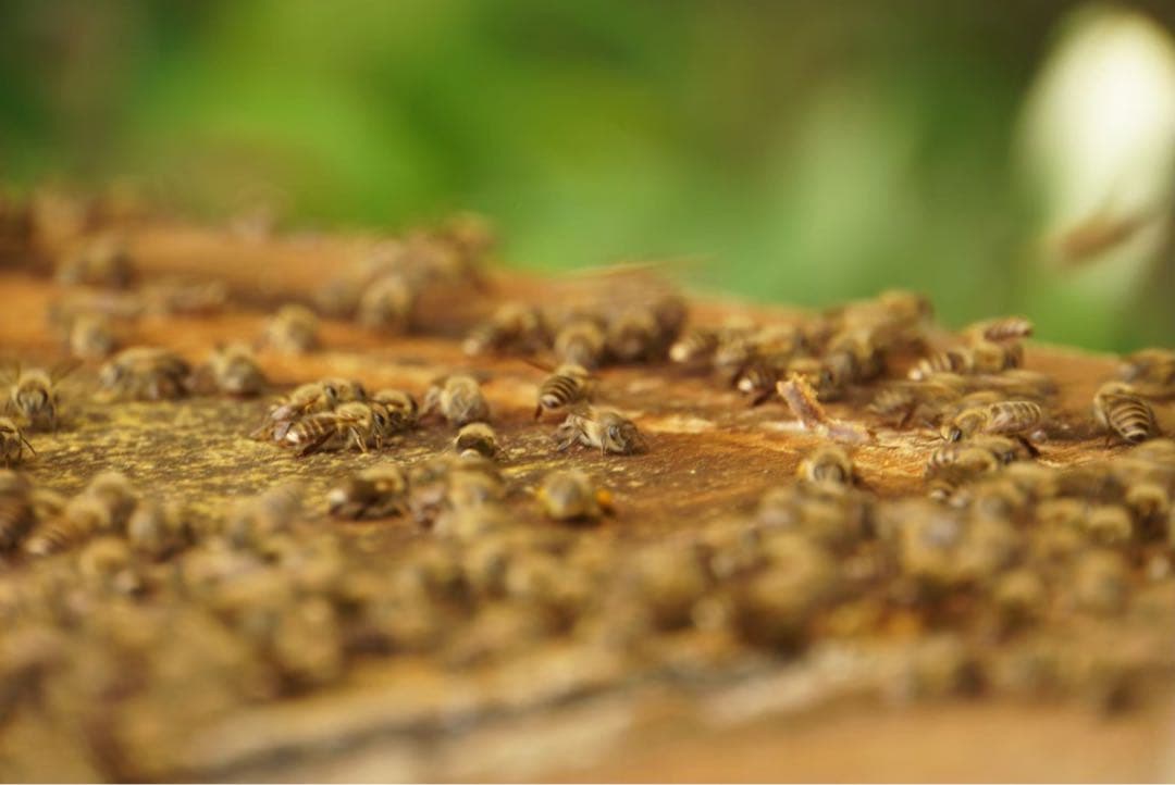ハチミツ　日本蜜蜂の蜂蜜　奥山の奥のはちみつ　花粉入り結晶化