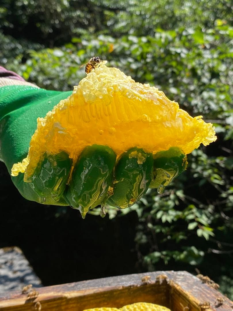 ハチミツ　日本蜜蜂の蜂蜜　巣箱の違うはちみつ　奥山の奥