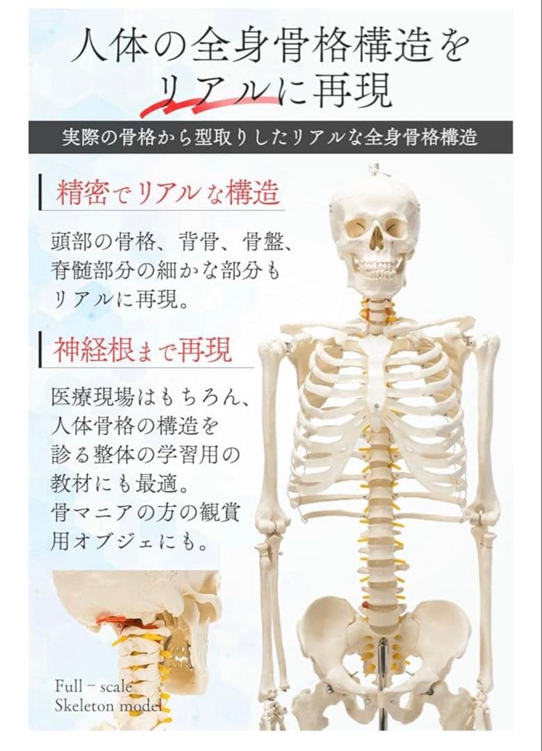 人体模型 可動関節 等身大 骨格模型 キャスター付 神経根付　26セ332