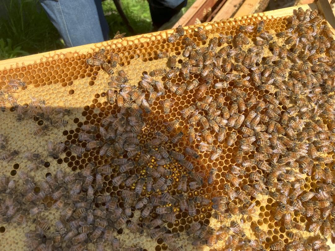 百花蜜 1000g 2本 長野県産 国産蜂蜜 はちみつ セイヨウミツバチ