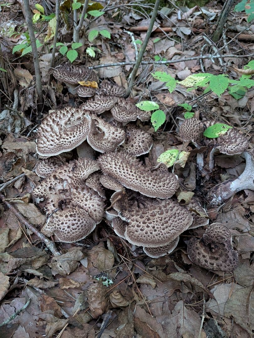 送料無料 長野県産 香茸 約1.9kg クール便発送100サイズ