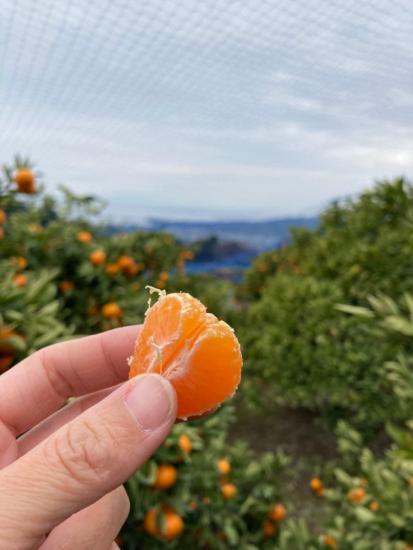 ④温州みかん 樹熟大坊みかん 優品(家庭用傷あり)2Sサイズ10kg