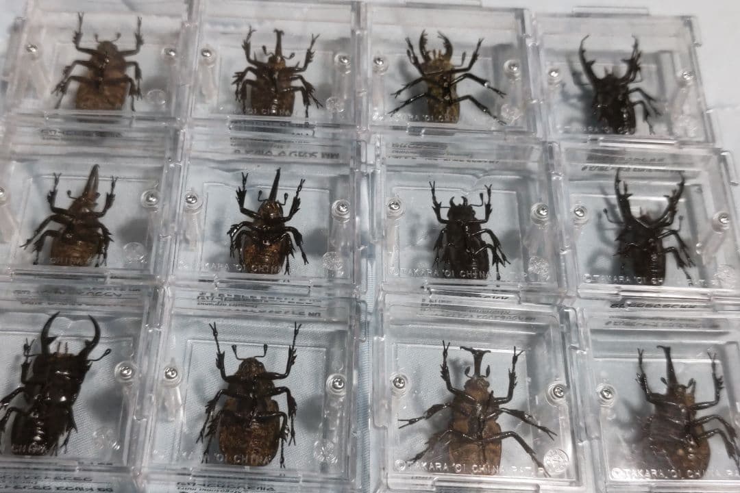 タカラ　世界の甲虫シリーズ　BEETLE OF THE WORLD
