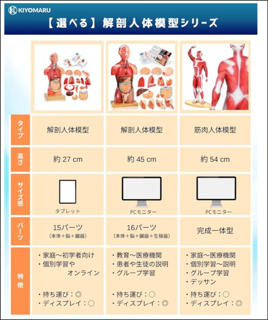 新品 KIYOMARU 45cm解剖人体模型 ソフトな質感で16分解 理学療法