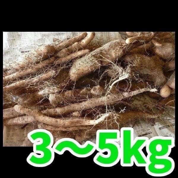 1名様限定　野菜　自然薯　短形自然薯　3～5kg　農薬不使用　山芋