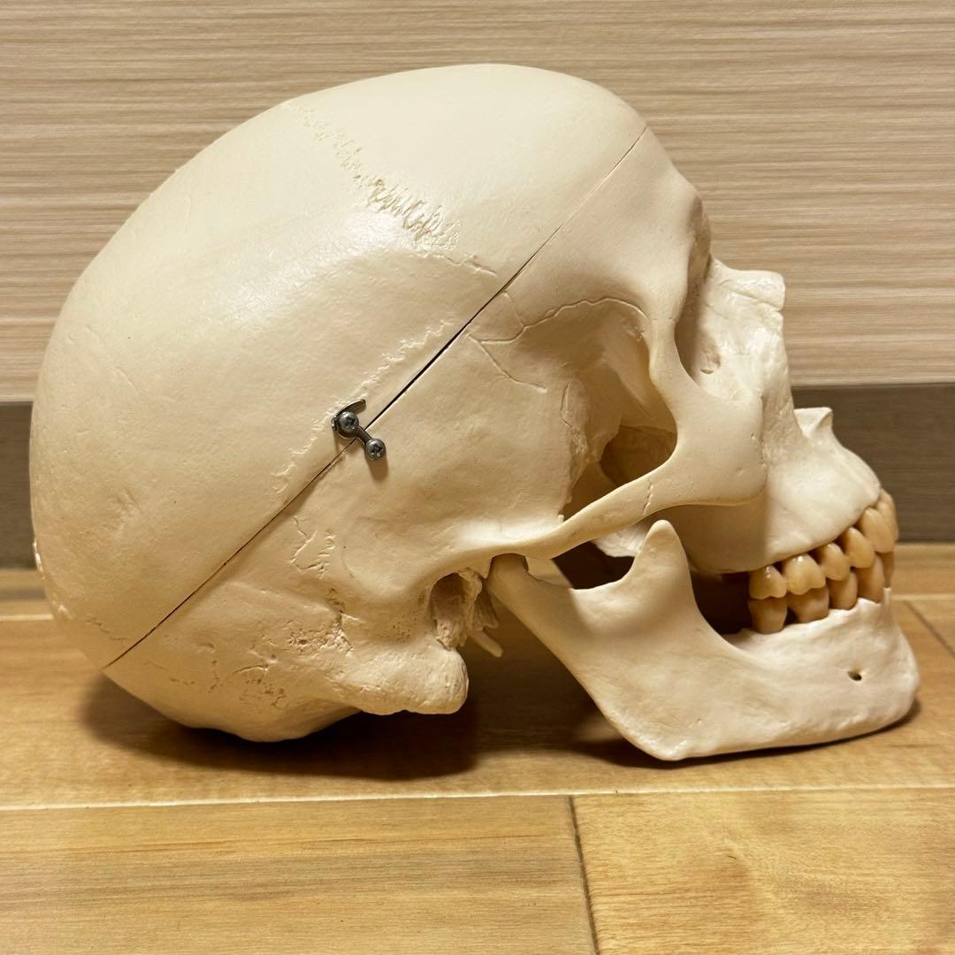 3B Scientific GmbH 頭蓋骨 模型 医学 骨標本