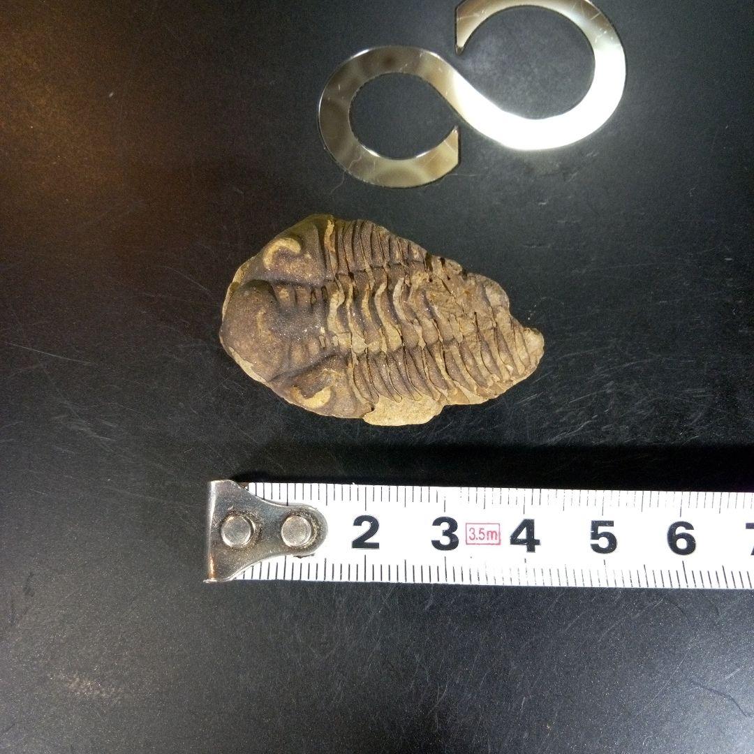 三葉虫　化石　fossil　ボリビア産　trilobite　ノジュール判別③