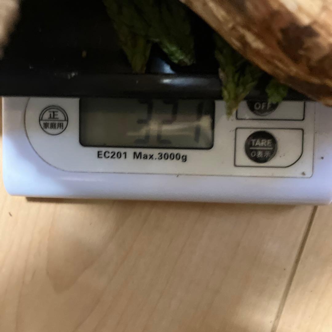 北海道産❗️天然松茸❗️700g‼️終盤‼️