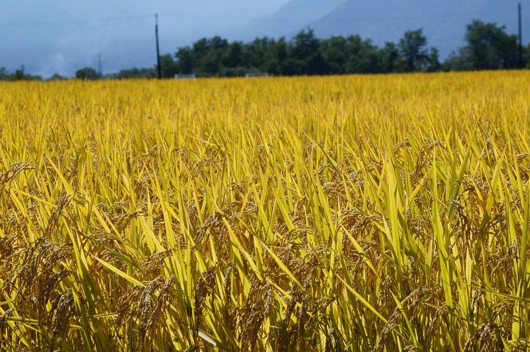令和6年 長野県 北安曇野産 つきあかり 10kg