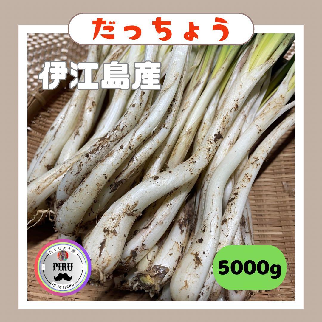 5000g 伊江島産 島らっきょう 農家直送 送料込み