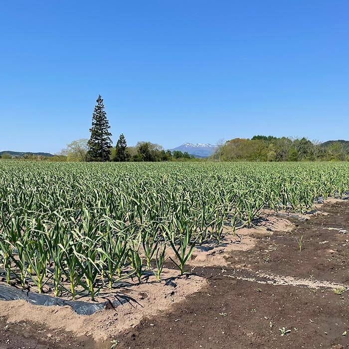 【最上級品】青森県倉石産にんにく福地ホワイト六片種2Lサイズ 5kg