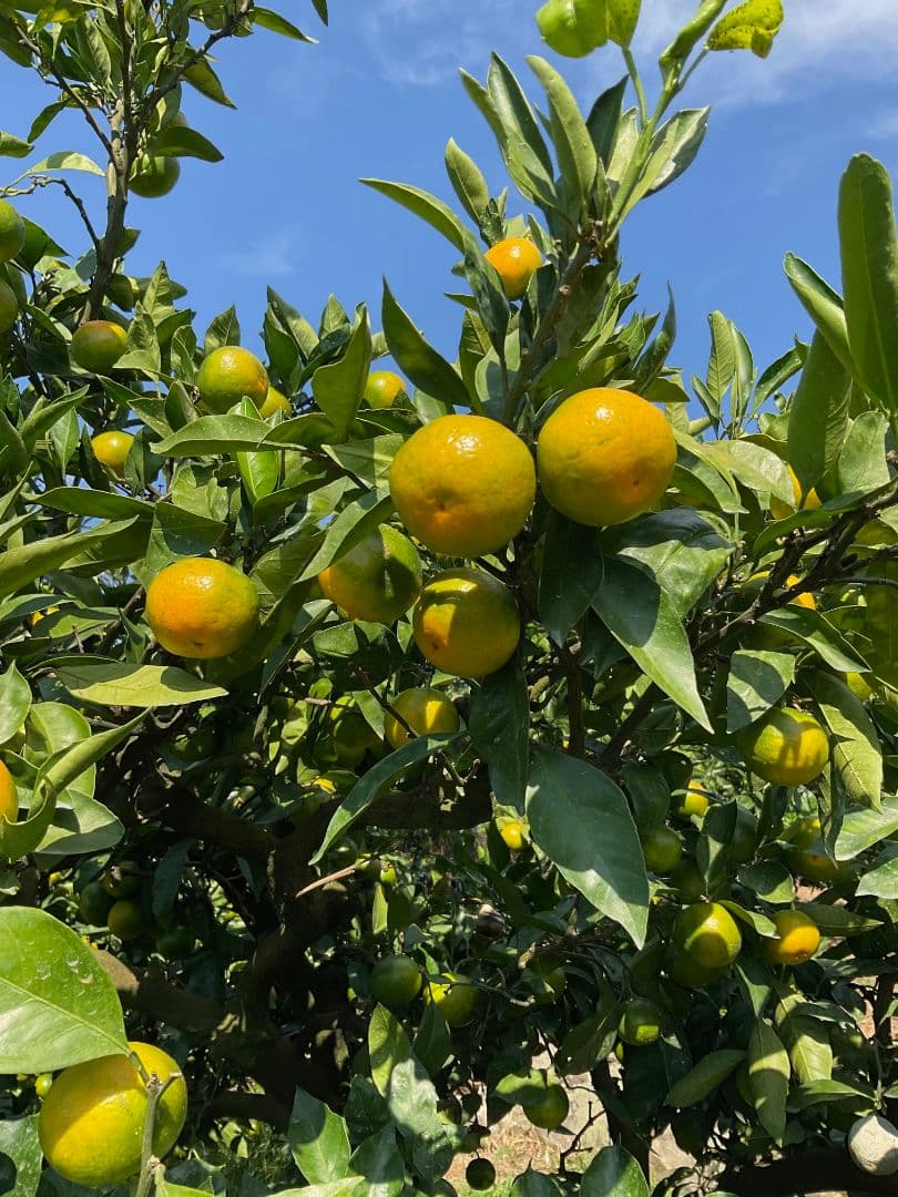 ※saki　和歌山県由良町　ゆら早生　秀品10kg