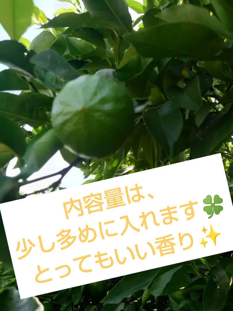 有機栽培 国産ベルガモット果実 黄緑色 ３キロ 送料無料