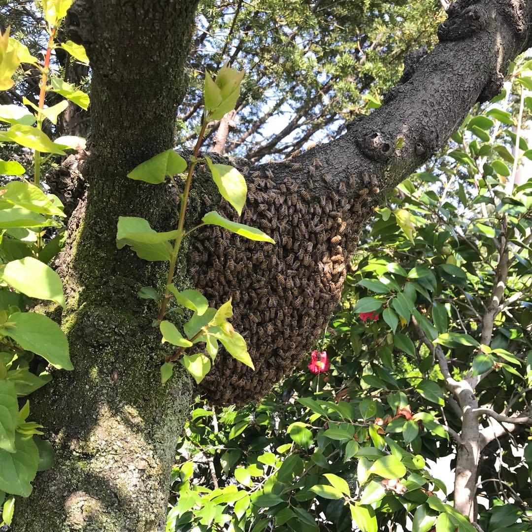 日本みつばちの搾り蜂蜜　970g x 2本 非加熱　無添加　フルーティー