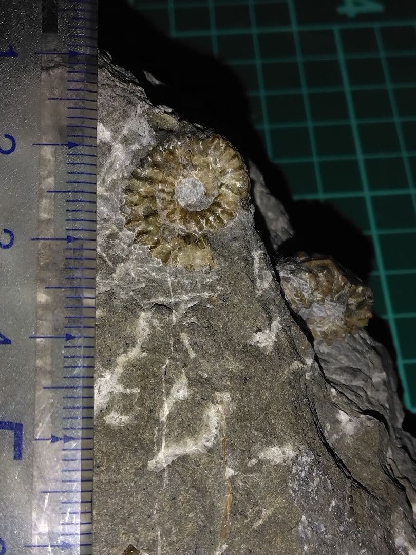 北海道幌加内産　超希少種 アンモナイト　モルトニセラス　化石　激レア