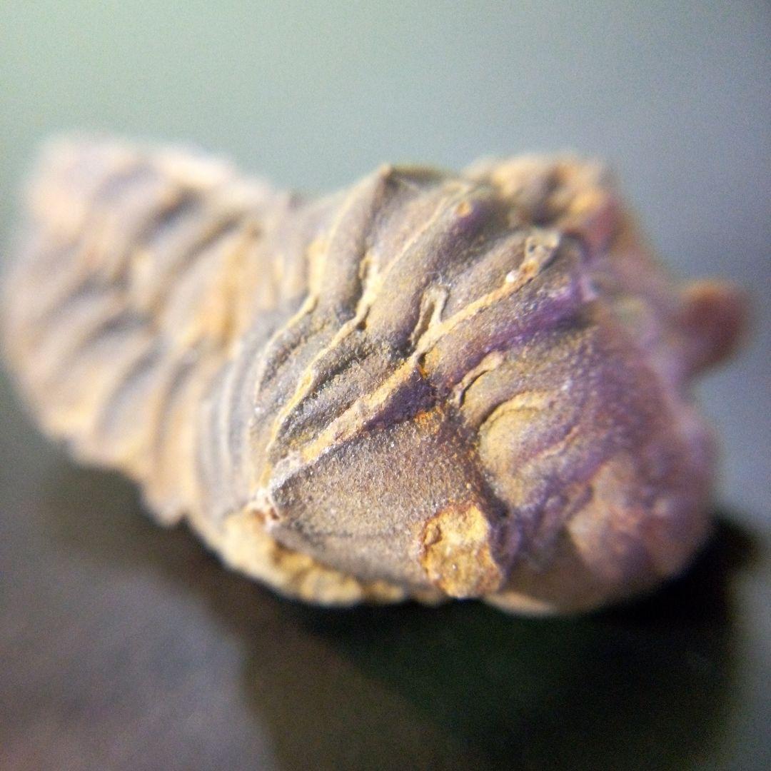 三葉虫　化石　fossil　海　ボリビア産　trilobite　海生動物判別⑫
