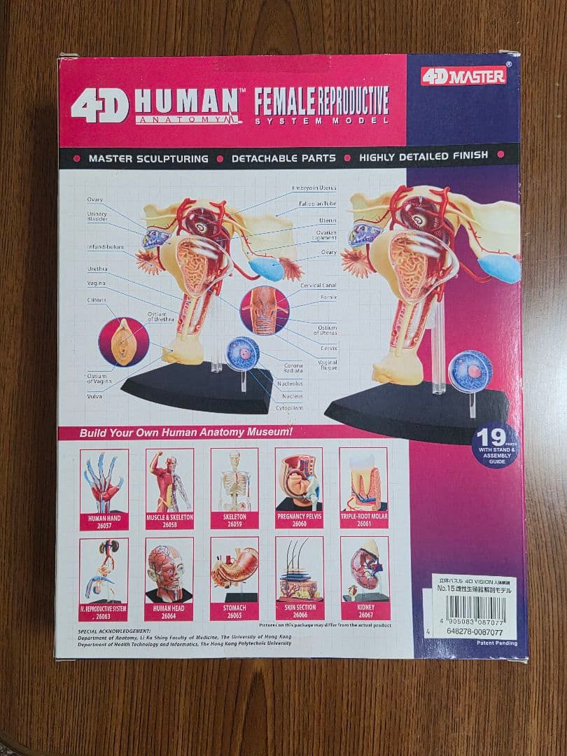 人体模型 4D HUMAN ANATOMYM