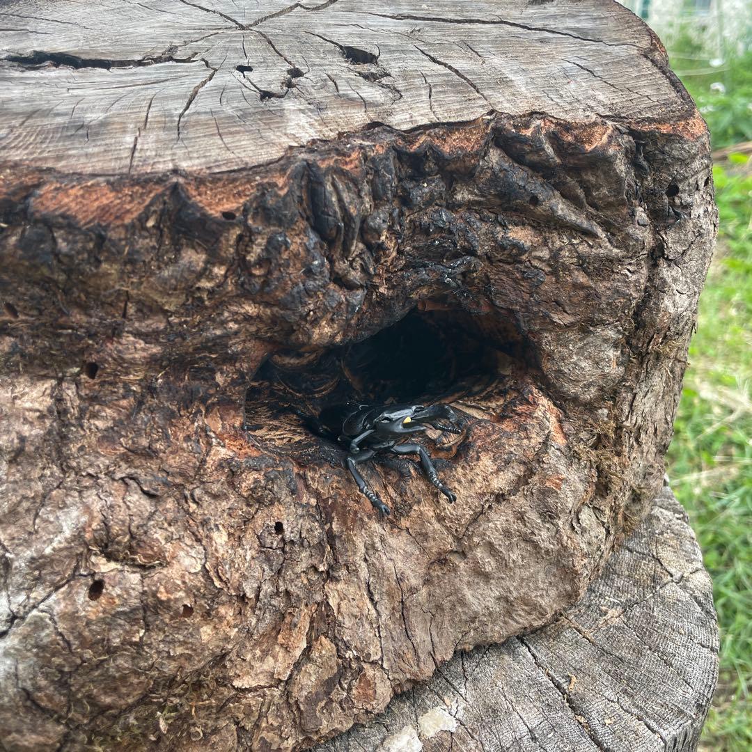 クワリウム　シェルター　登り木　エサ台