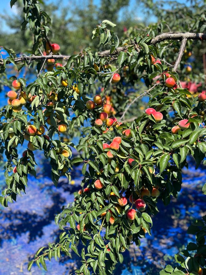 完熟つぶれ梅干　白干し　無選別　無添加　10kg入り　（田中さん専用)
