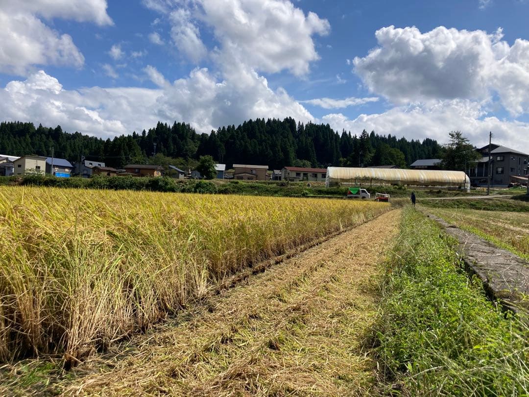 令和7年魚沼産コシヒカリ精米10kg