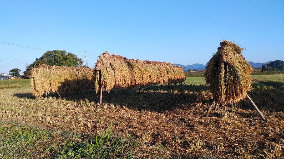 希少　令和7年　兵庫県産ヒノヒカリ 稲架掛け米(天日干し)玄米5キロ 農家直送