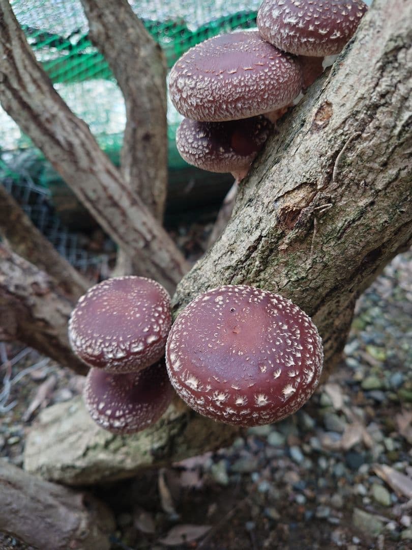 原木栽培椎茸　栽培キッド　超特大1本