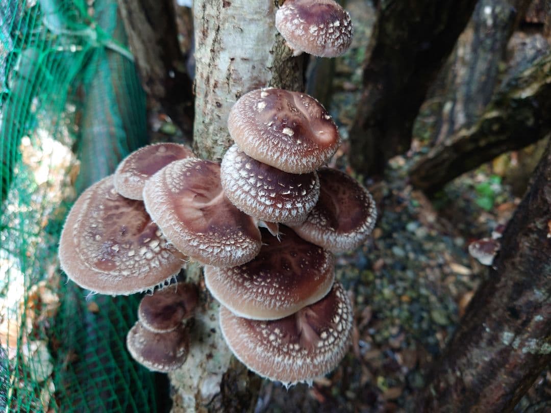 原木栽培椎茸　栽培キッド　超特大1本