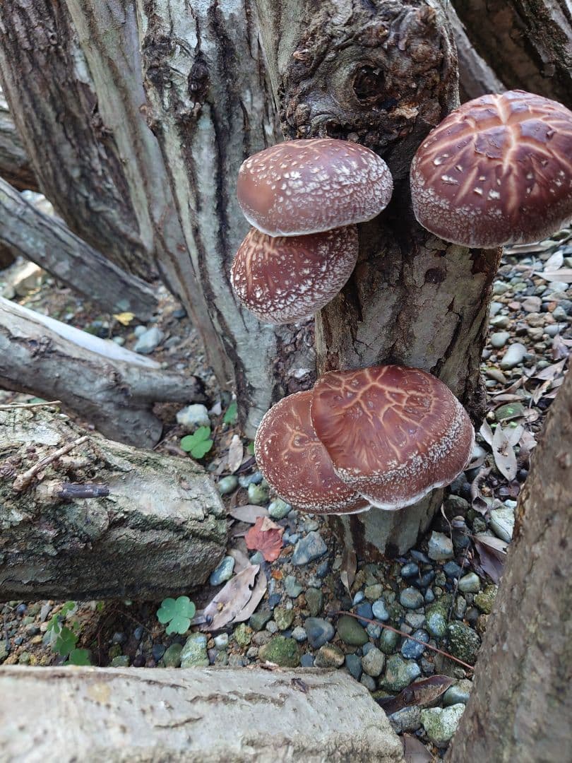 原木栽培椎茸　栽培キッド　超特大1本