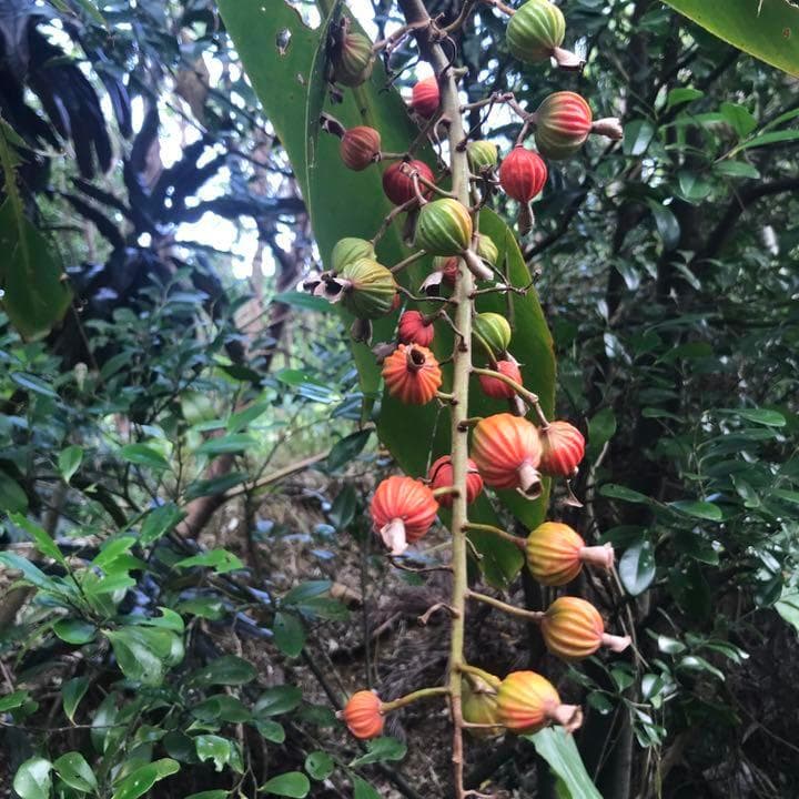 【石垣島産】 月桃茶・実の乾燥　３キロ