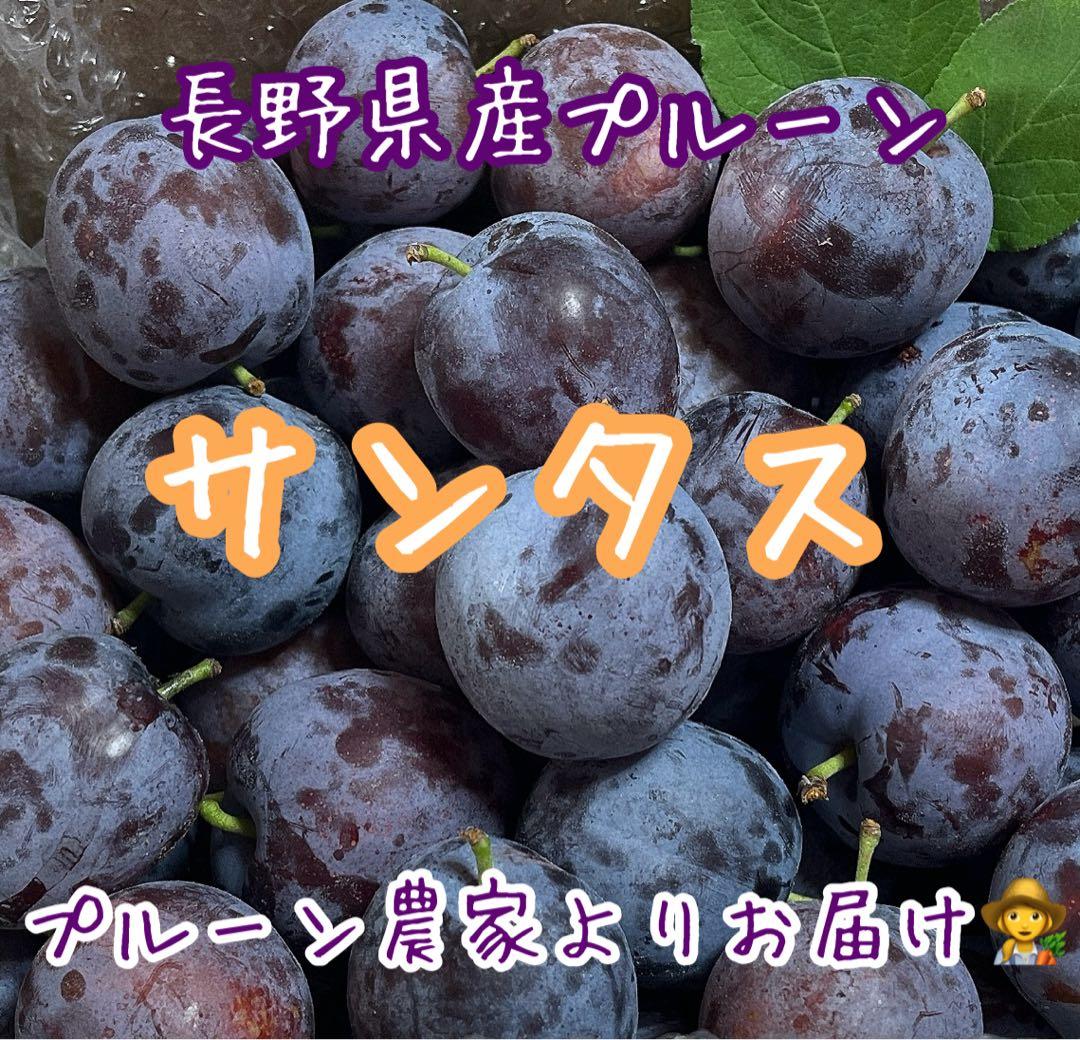 長野県産プルーン　2025終了しました　ありがとうございました(*˙˘˙*)ஐ