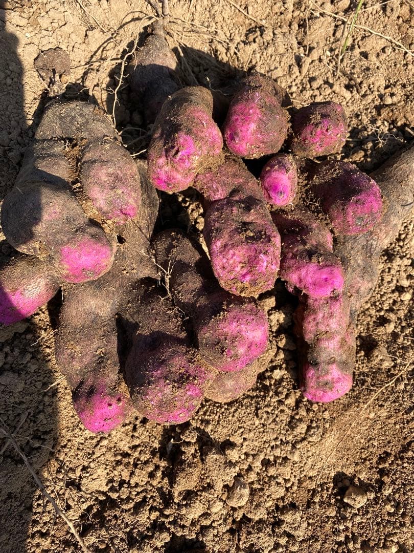 鹿児島産　紫山芋　20kg