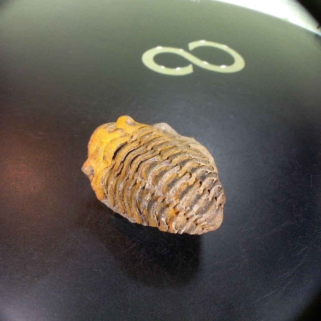 三葉虫　化石　fossil　ボリビア産　trilobite　Bolivia化石④