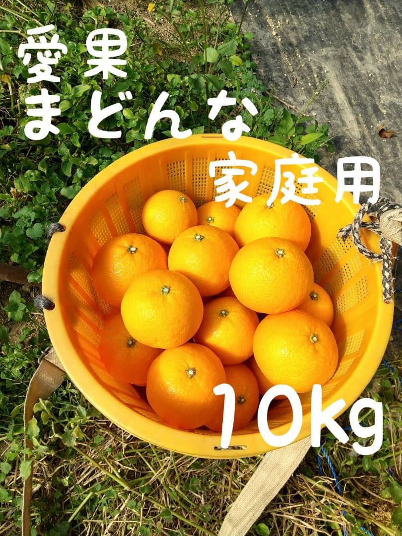 307愛果 まどんな 家庭用 10kg