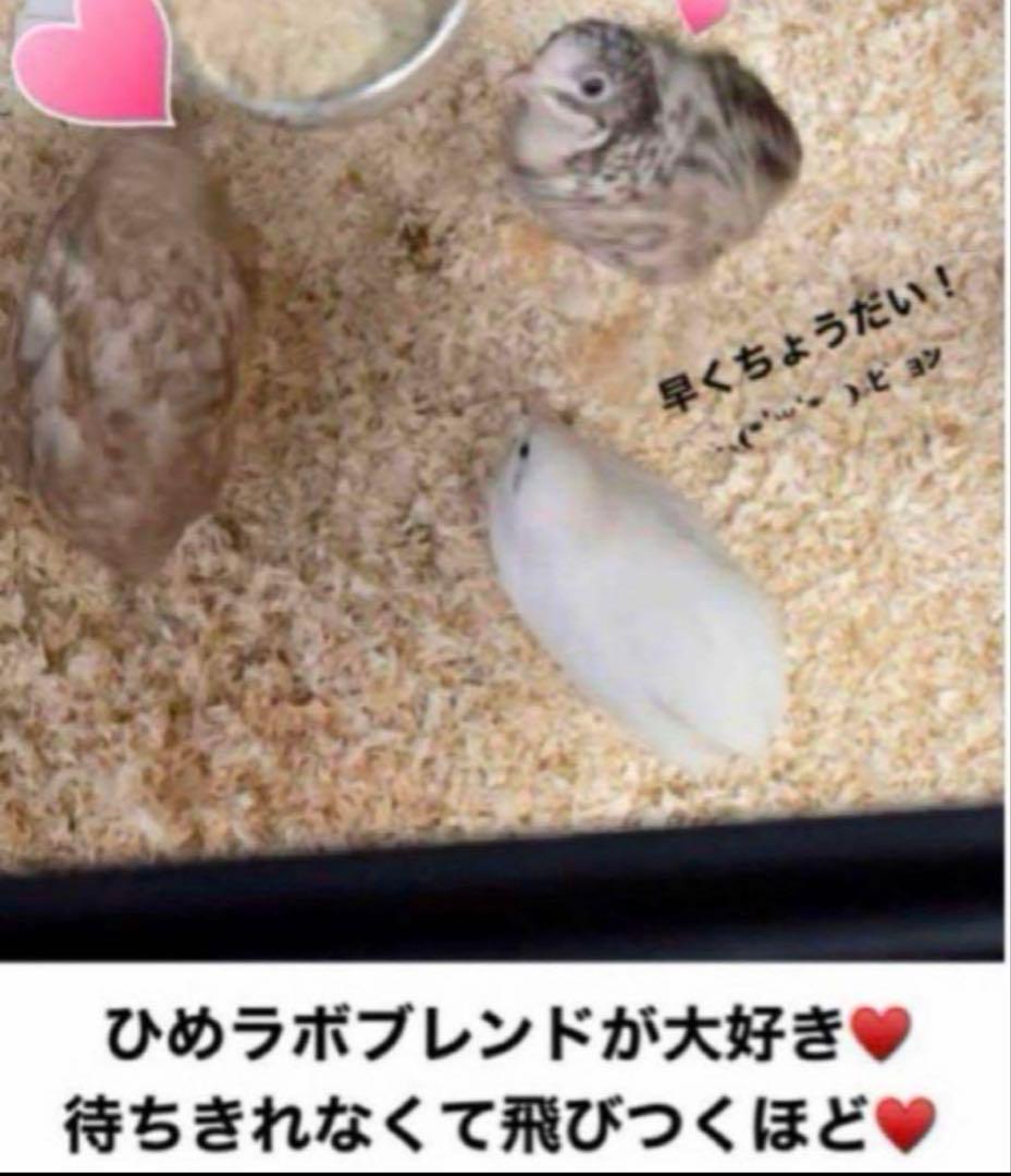 ひめうずら研究室 成鳥用配合飼料 4kg 鳥 餌 ヒメウズラ