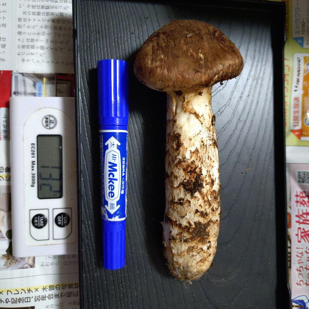 ヒロ15様　長野県産　南信州産　松茸　132g　一級品　①②　クール便