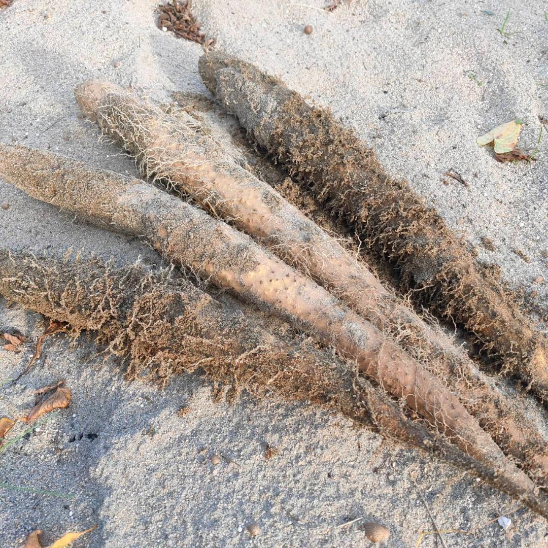 粘り抜群！ねばりっこ とりたて 10kg程度 長芋 とろろ ねばり 山芋 自然薯