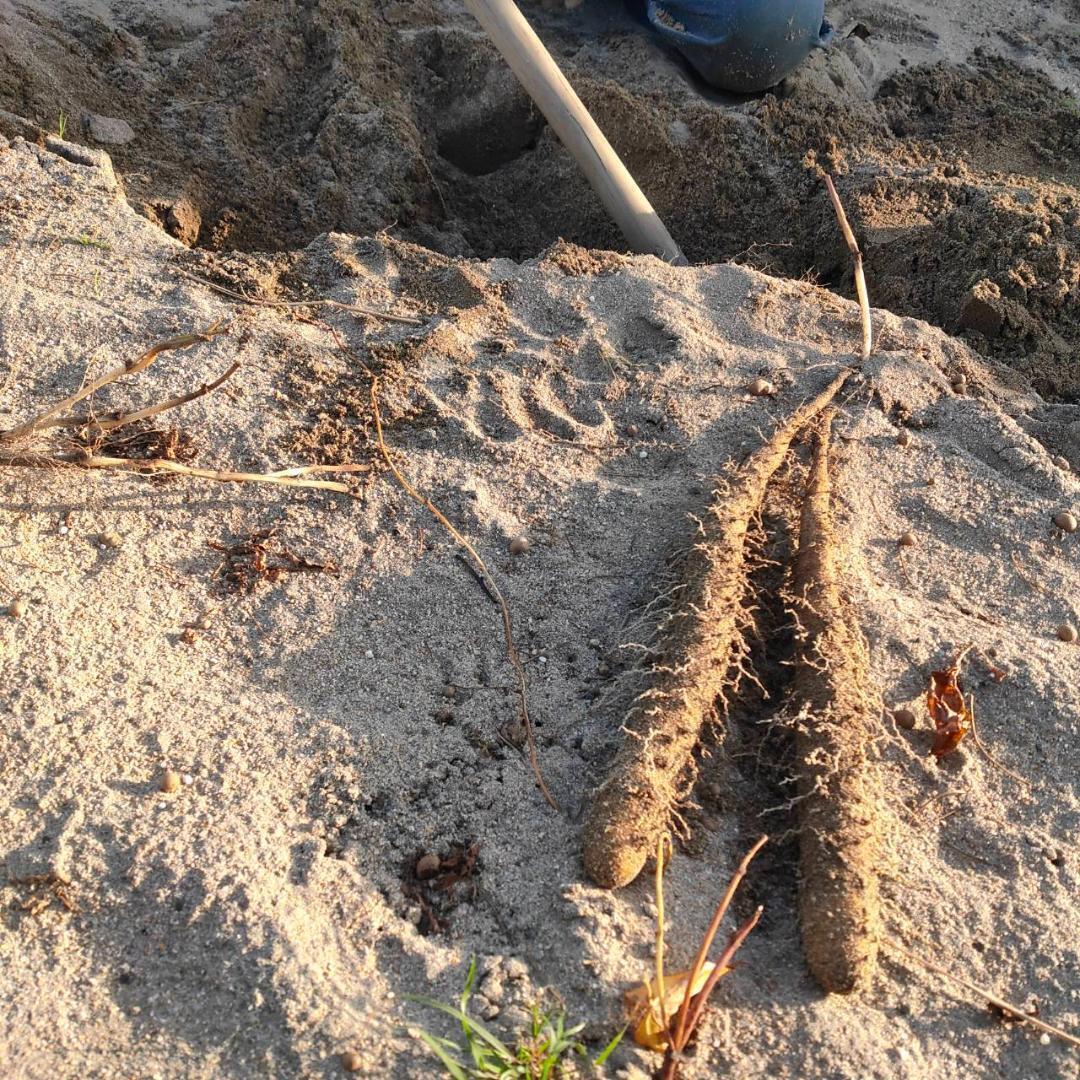 粘り抜群！ねばりっこ とりたて 10kg程度 長芋 とろろ ねばり 山芋 自然薯