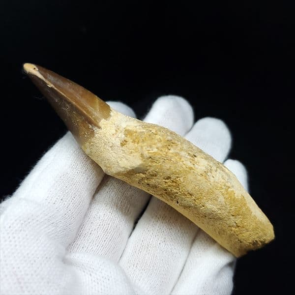 美品 歯根付き モササウルス 化石 本物 モロッコ産 80.09mm mos8