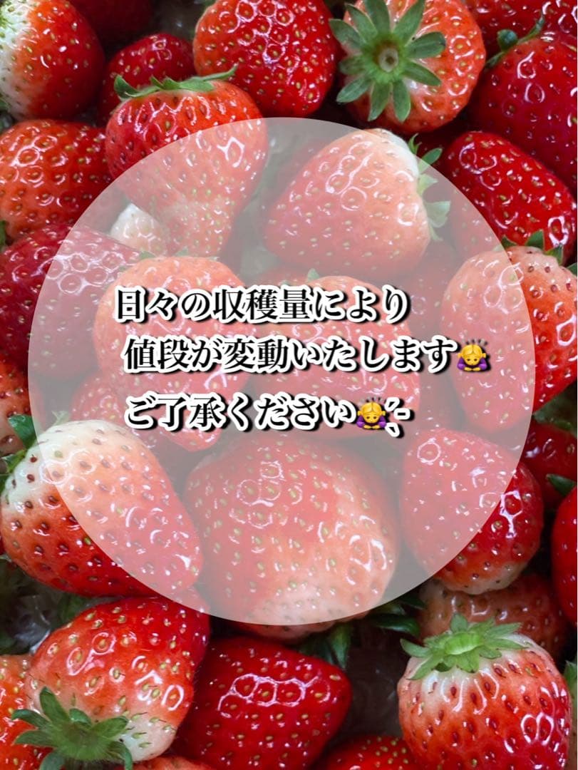 A級品 いちご 栃木 とちあいか 減農薬