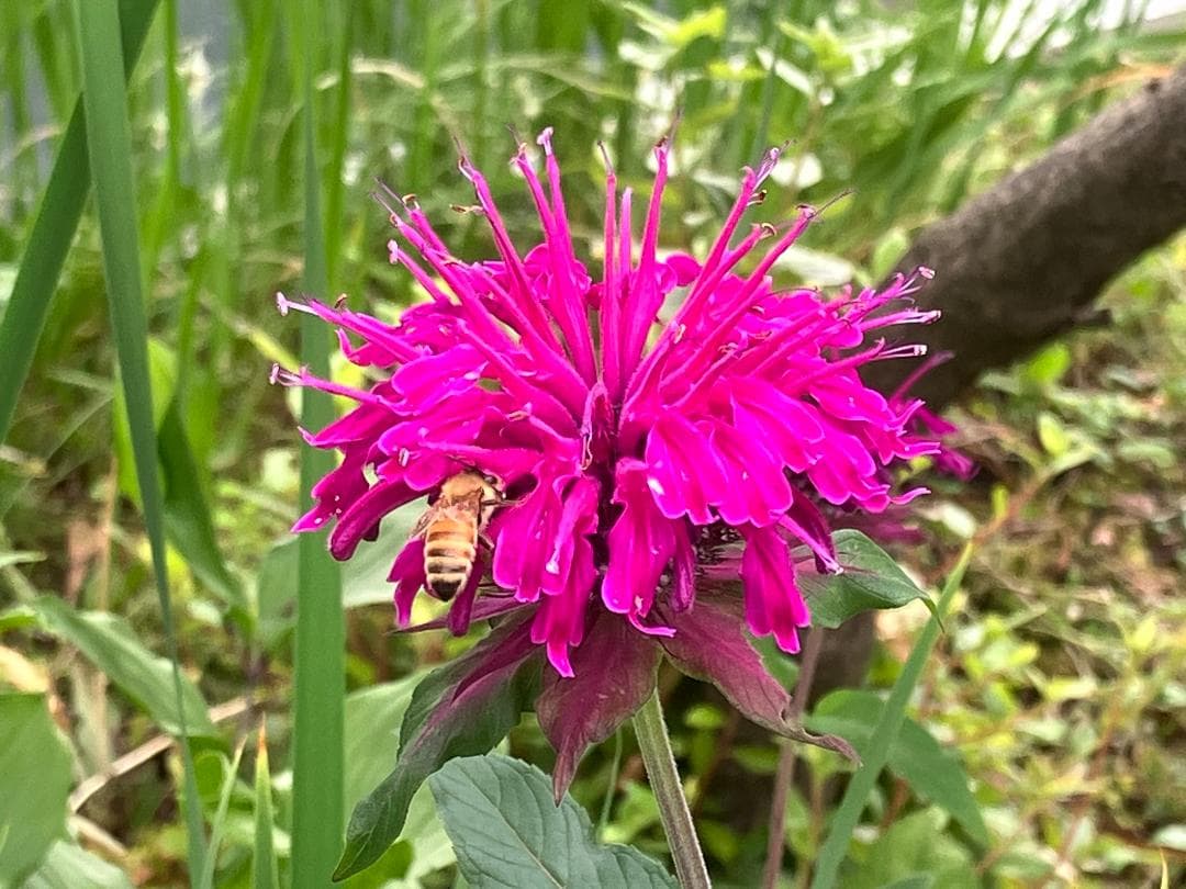 オハナ【令7新蜜】国産蜂蜜 百花蜜 1000g 2本