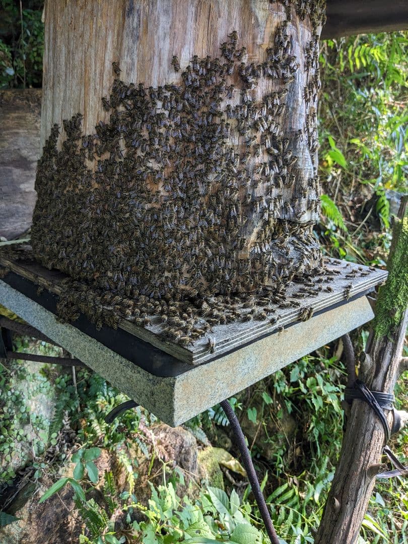日本ミツバチ 蜂蜜 令和7年度 採れたて　たれ蜜　2年もの1200g ＋600