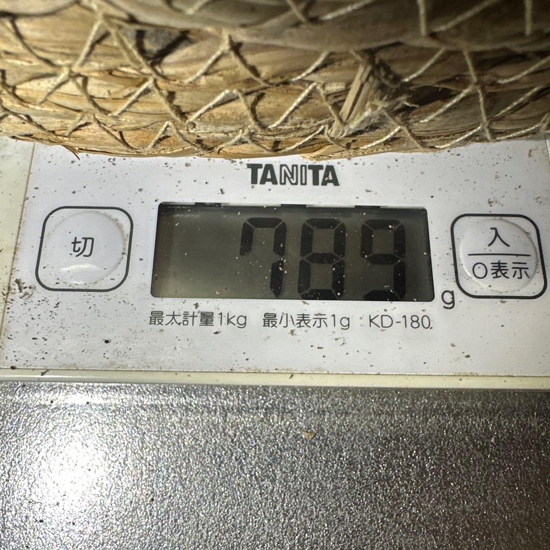 訳あり品‼️国産天然松茸‼️780g‼️