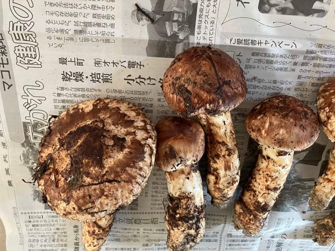 山形県産　松茸　約600g