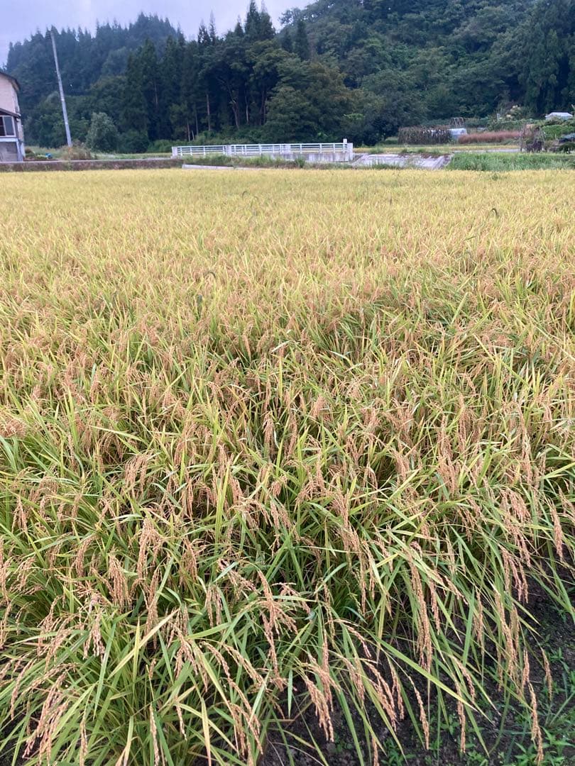 魚沼産コシヒカリ精米10㌔